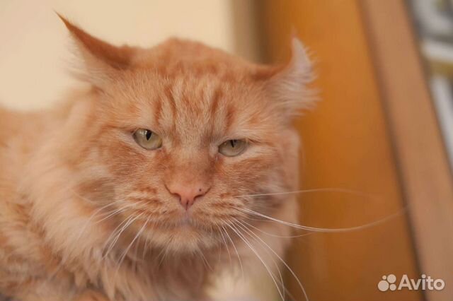 Котик ищет дом
