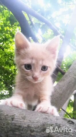 Котенок мальчик в добрые руки