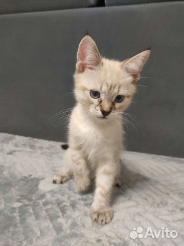 Продам шотландских котят