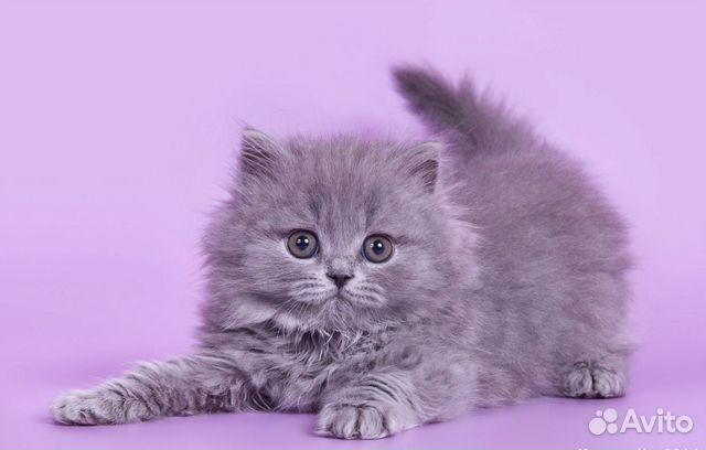 Британские котята
