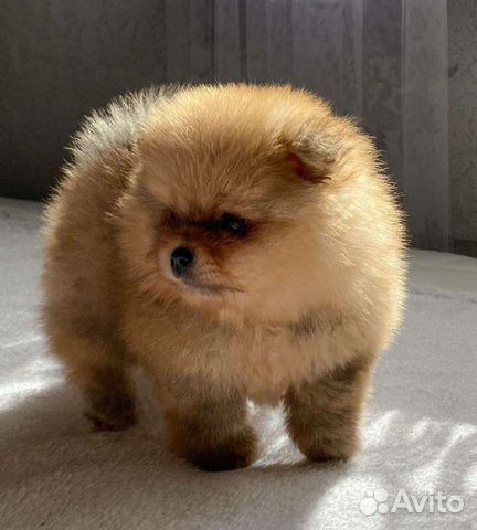 Мальчишки померашки