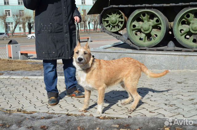 Отдам молодую собаку в добрые руки