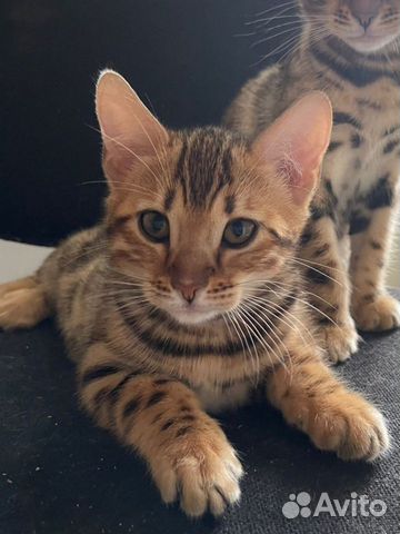 Бенгальские котята