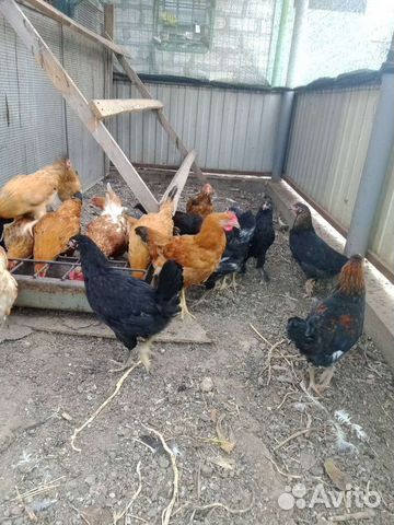 Куры
