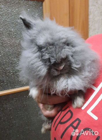 Кролики немецкая ангора