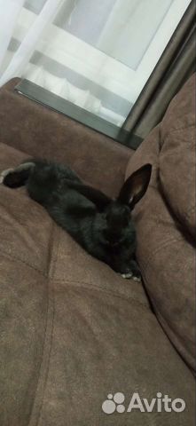 Декоративный кролик с клеткой