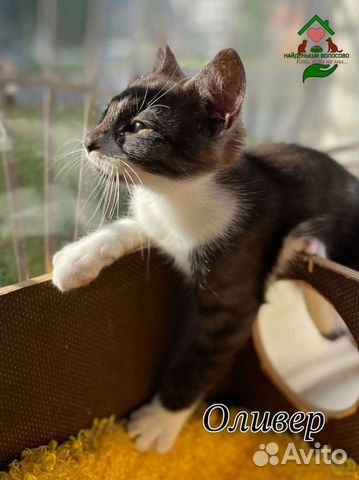 Кот котенок с уникальным окрасом