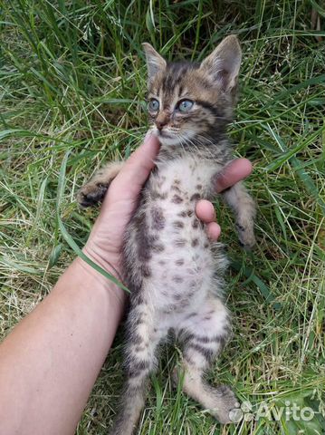 Котята от кошки крысоловки