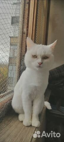 Особенная кошечка Белочка 2,5 г, стерилиз, лоток 5