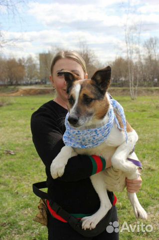 Маленькая собачка живёт в страхе