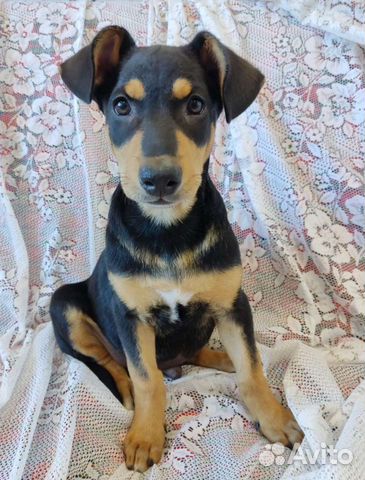 Добрый и ласковый Рик готов стать домашним