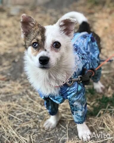 Крохотная собачка (3 кг) в добрые руки