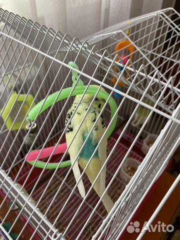 Пара волнистых попугаев