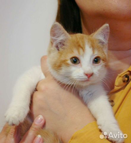 Солнечное счастье хочет к вам домой