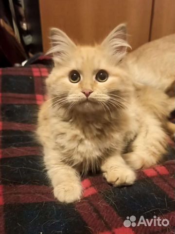 Котенок в добрые руки