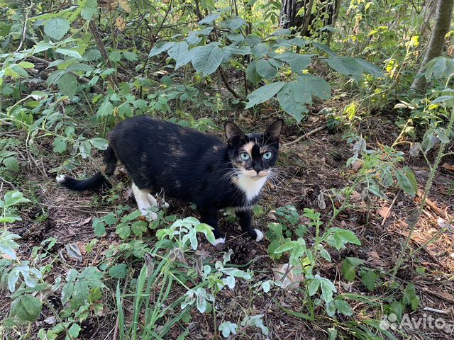 Красотка Жасмин