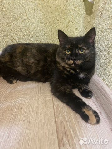 Котенок ппосит помощи