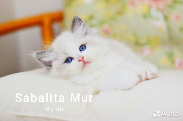 Мальчик рэгдолл