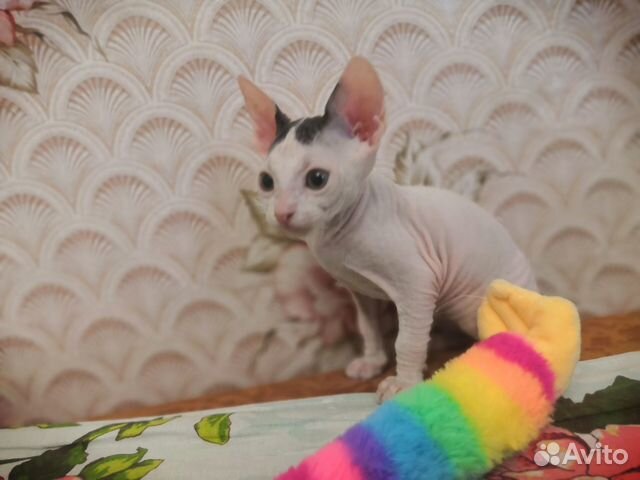 Алиментный котенок сфинкс