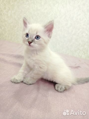 Невские маскарадные котята