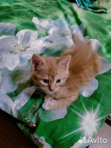 Котята