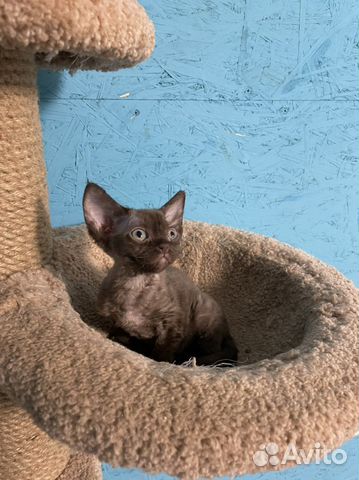 Девон-рекс шоколадный зайчик