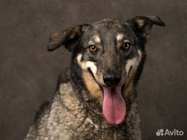 Собака Элли