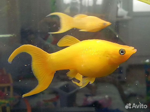Моллинезии желтые лирохвостые
