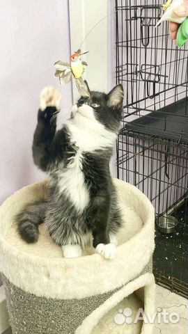 Крупный котенок редкий окрас