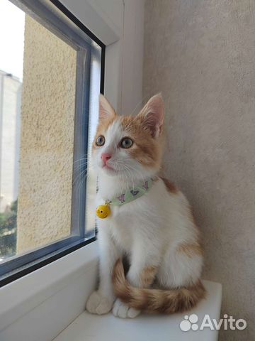 Очаровательный умняшный котёнок мальчик, 2 мес