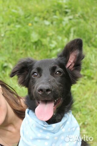 Молодая собачка из приюта, отдам
