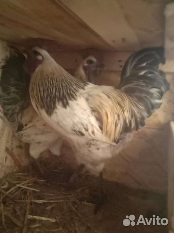 Петухи лакендайзи