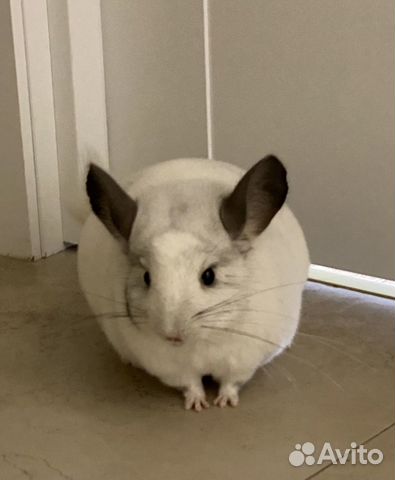 Отдам бесплатно Шиншиллу с Клеткой