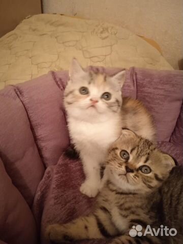 Шотландские котята