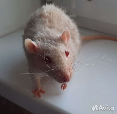 Крыски мальчики