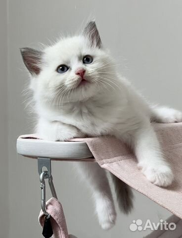 Котята рэгдолл