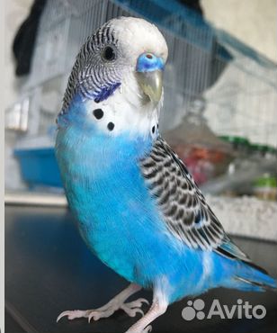 Говорящий волнистый попугай