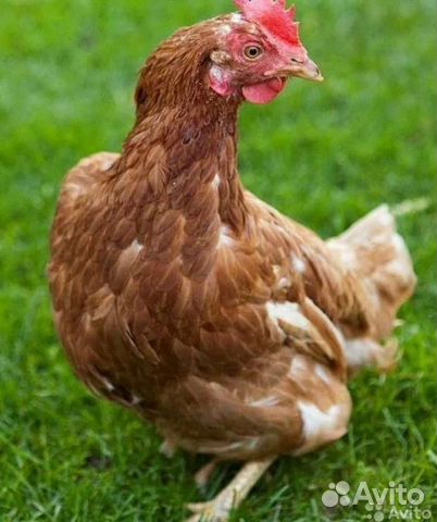 Куры 15 шт