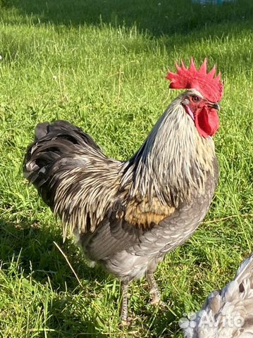 Silverudds Bl. Шведская несушка