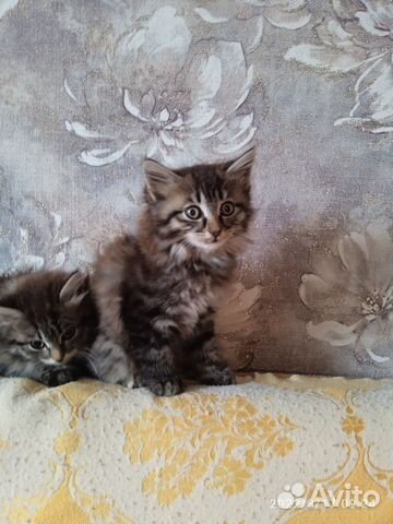 Котята бесплатно