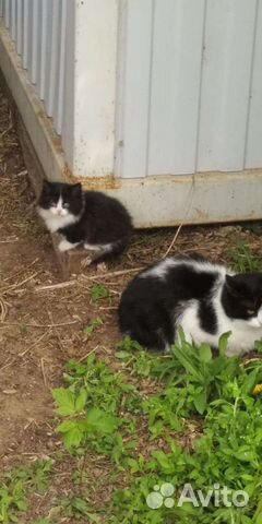 Котята 1,5 месяца