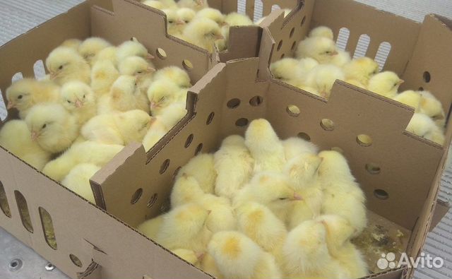 Суточные цыплята вывод 6 октября кобб500