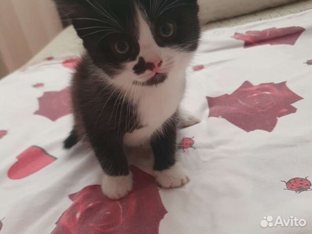 Котёнок бесплатно