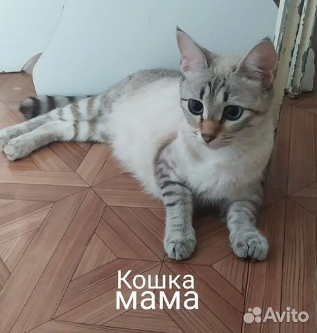 Кошка и котята в домашние любимцы