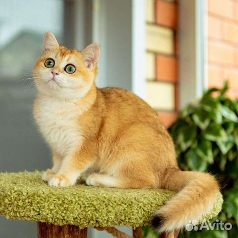 Кошка ny12