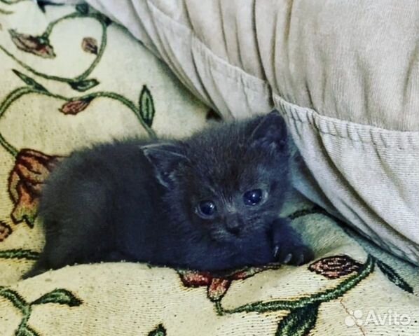 Котенок безвозмездно