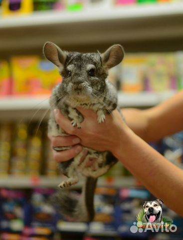Продаются шиншиллы