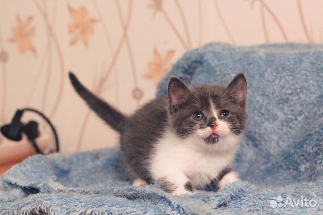 Котёнок мальчик бутузик