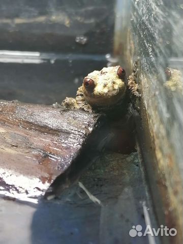 Телодерма асперум или шероховатая