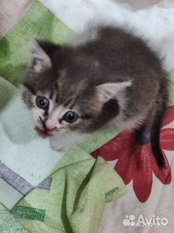 Котенок девочка в добрые руки